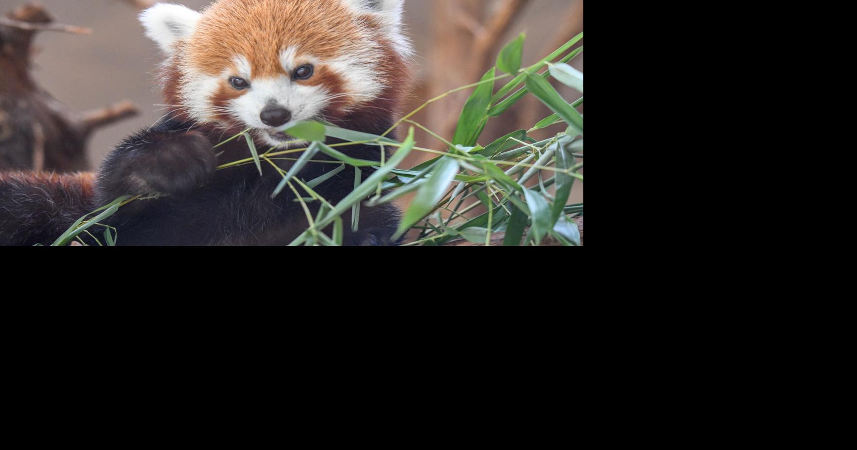 OKC Zoo to host Red Panda Day activities | News | normantranscript.com