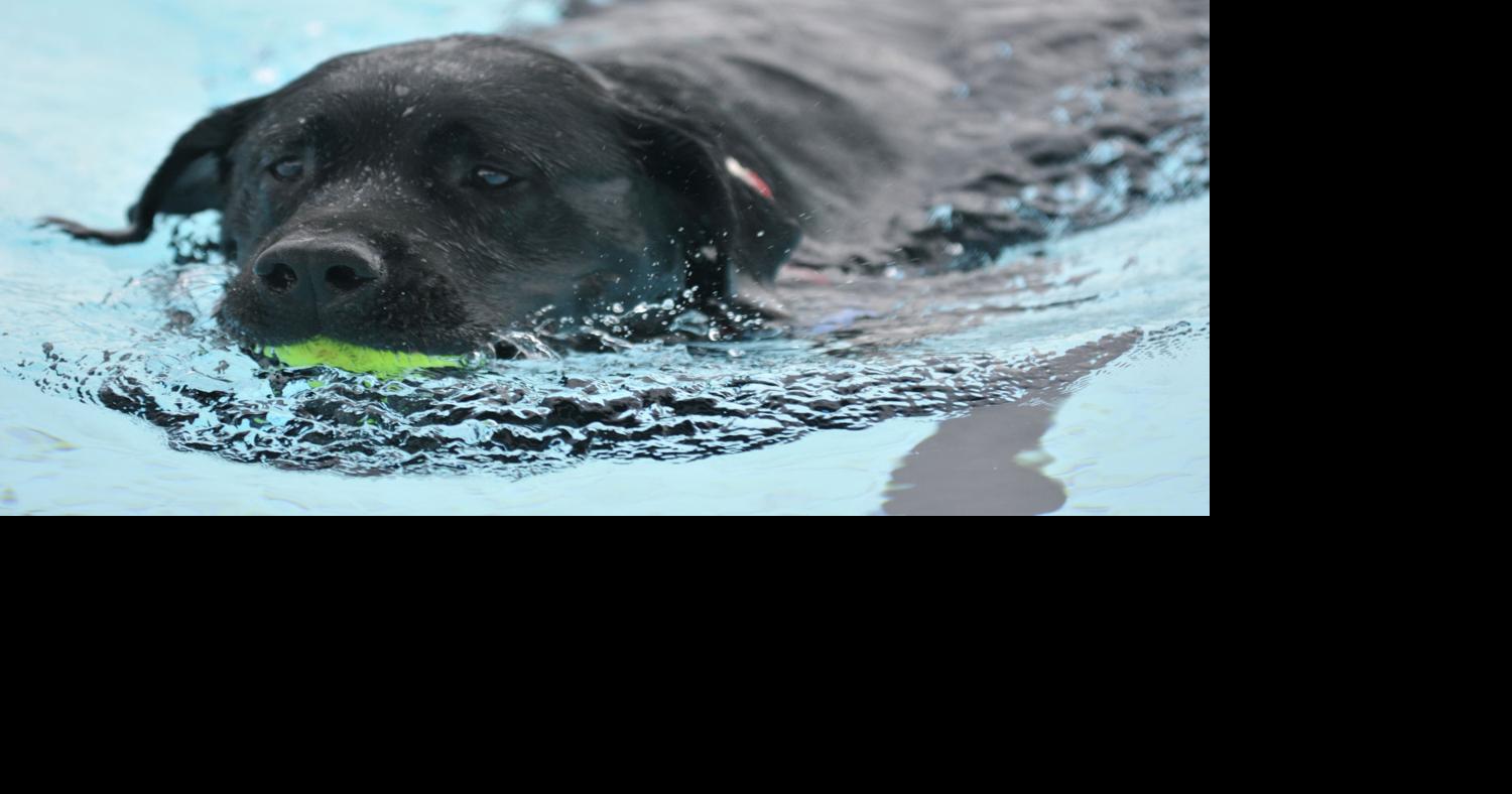 Annual 'Pooch Pool Party' set | Local News | normantranscript.com