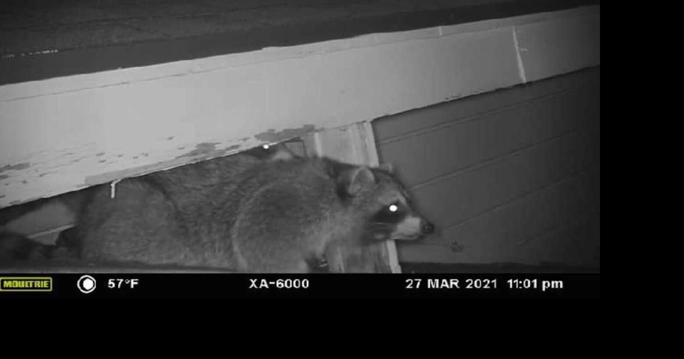 Search ends for missing 50-pound pet raccoon | News | normantranscript.com