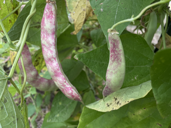 Heirloom seeds from Choctaw Nation launched to International Space ...