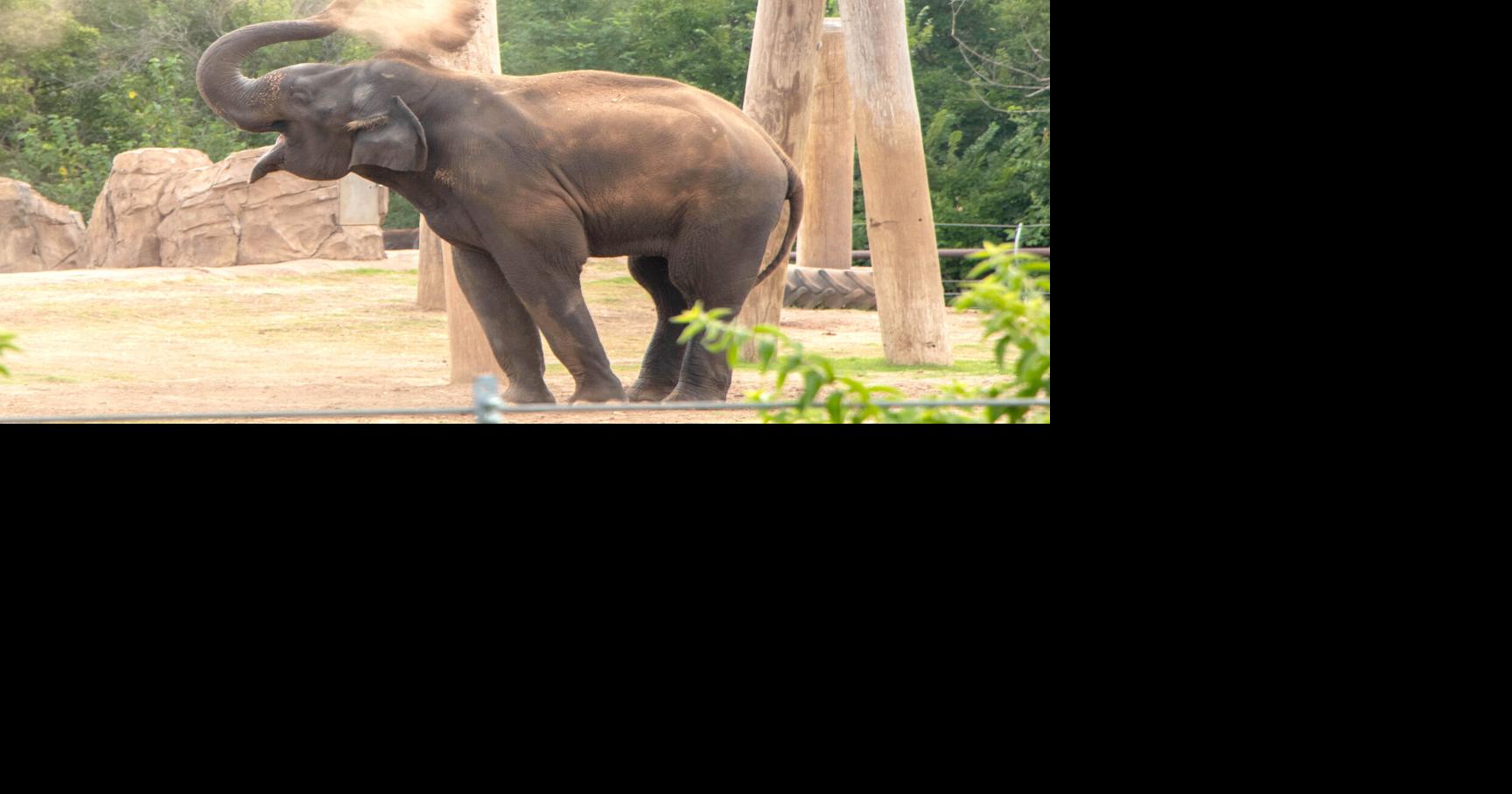 OKC Zoo expert leads research contributing elephant care | Community ...