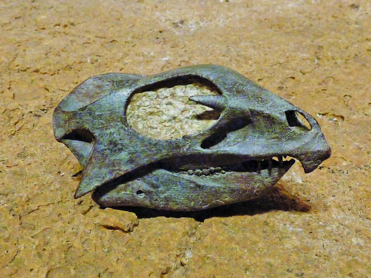 Paleontology team discovers oldest horned dinosaur in North America ...