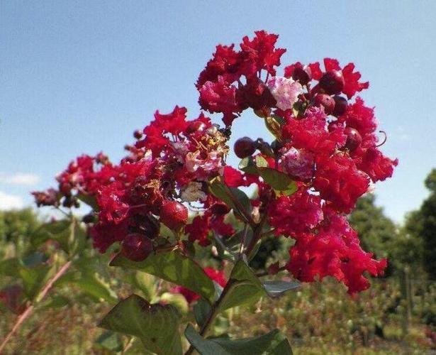 GARDEN COLUMN: Crape myrtles are versatile in the garden | Community ...