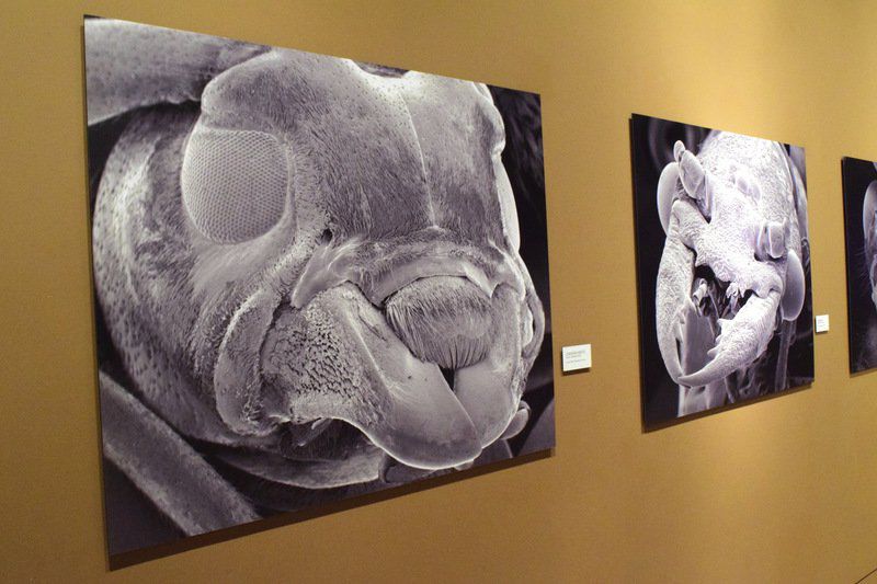 Ugly bugs take over Sam Noble | University of Oklahoma ...