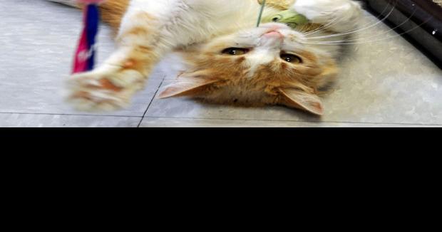 Edmond Animal Shelter fills past capacity | Edmond | normantranscript.com