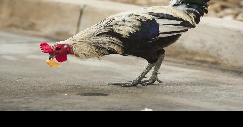 Photographer meets Hey Hey the chicken | National News ...