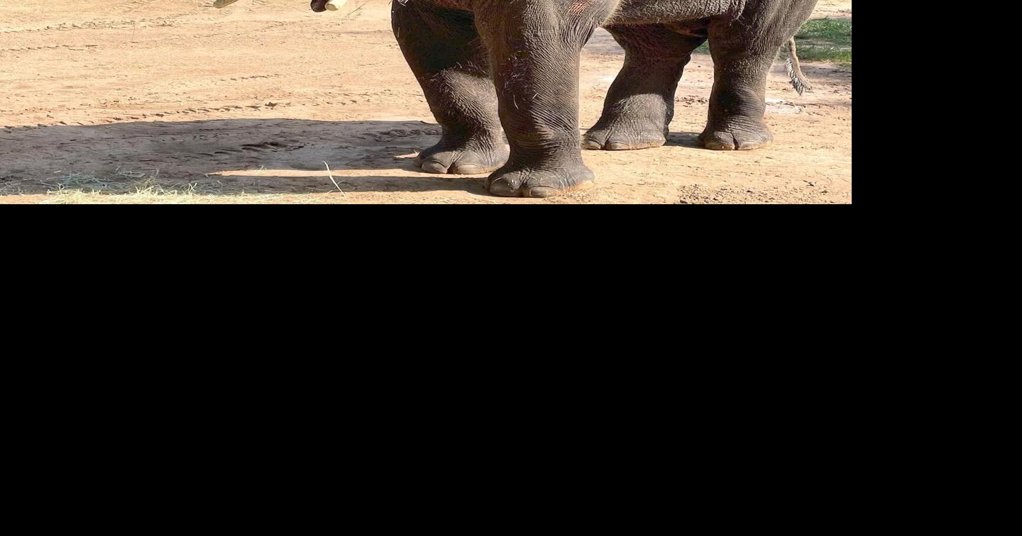 OKC Zoo welcomes new male Asian elephant | News | normantranscript.com