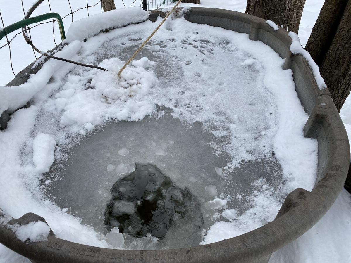 Farmers lose livestock in winter storm | News | normantranscript.com