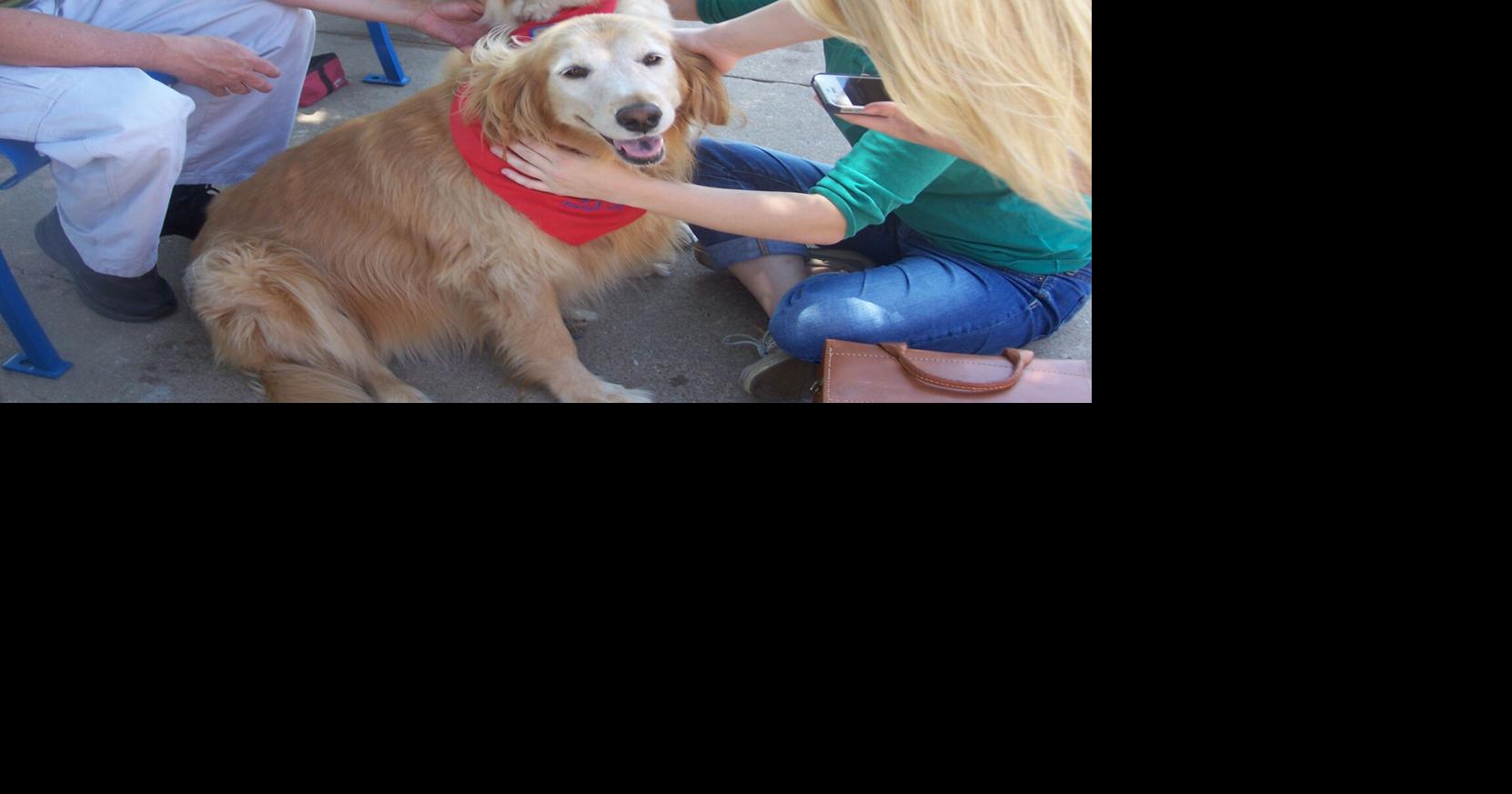 Paw-sing to Help Others: Therapy dogs spread smiles around the metro ...