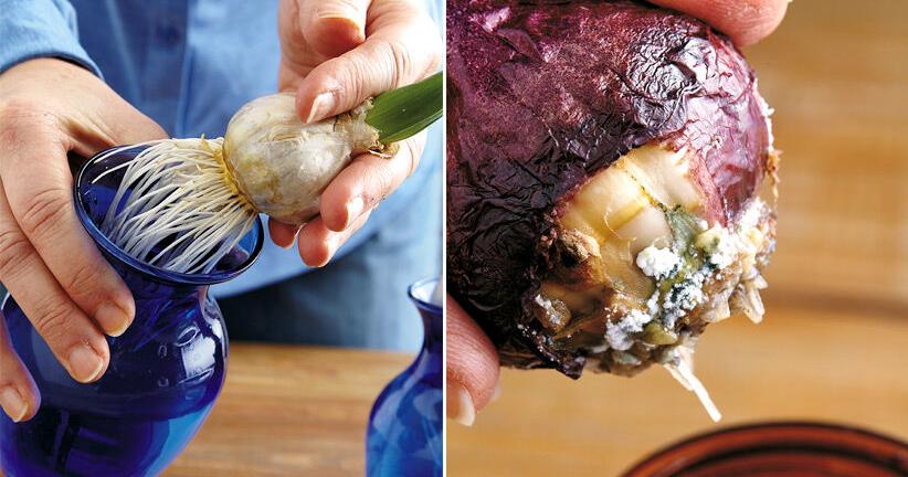 GARDEN COLUMN: How to force bulbs indoors | Community ...