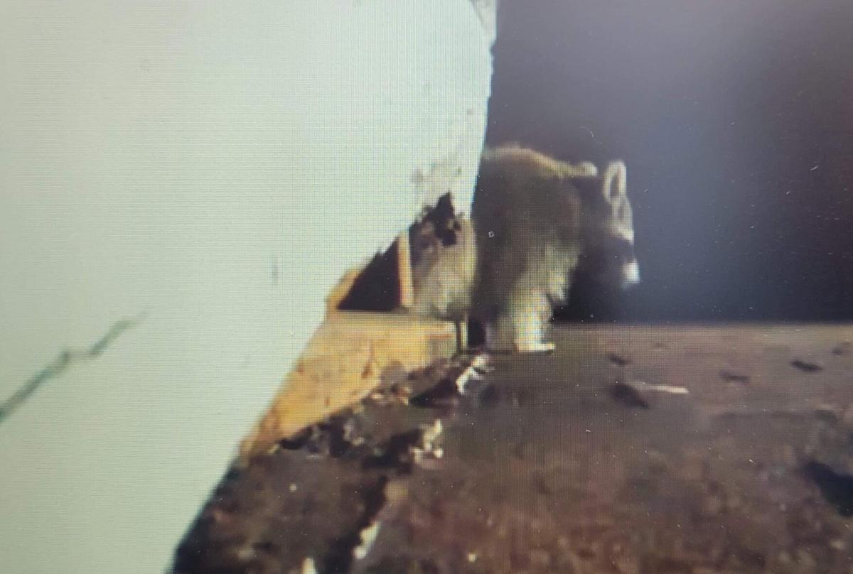 Search ends for missing 50-pound pet raccoon | News | normantranscript.com