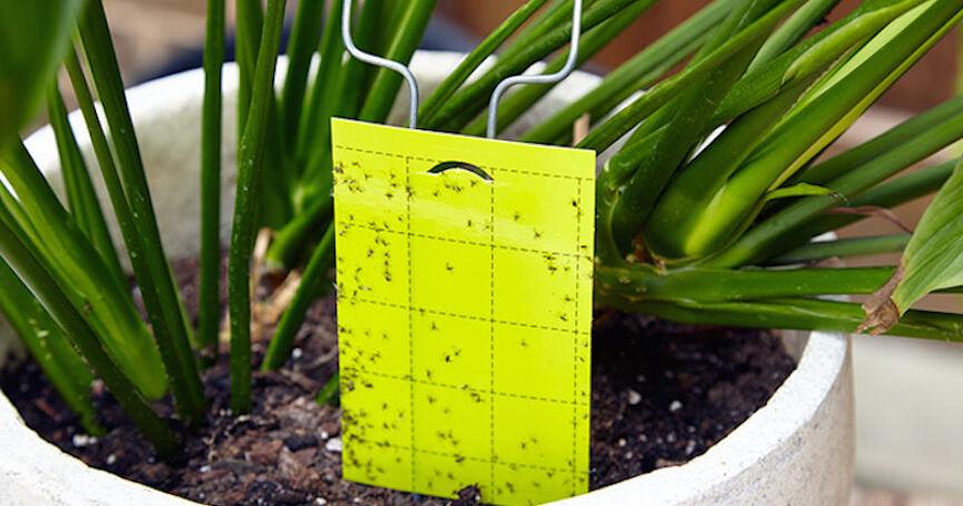 GARDEN COLUMN: How to get rid of annoying fungus gnats | Community ...