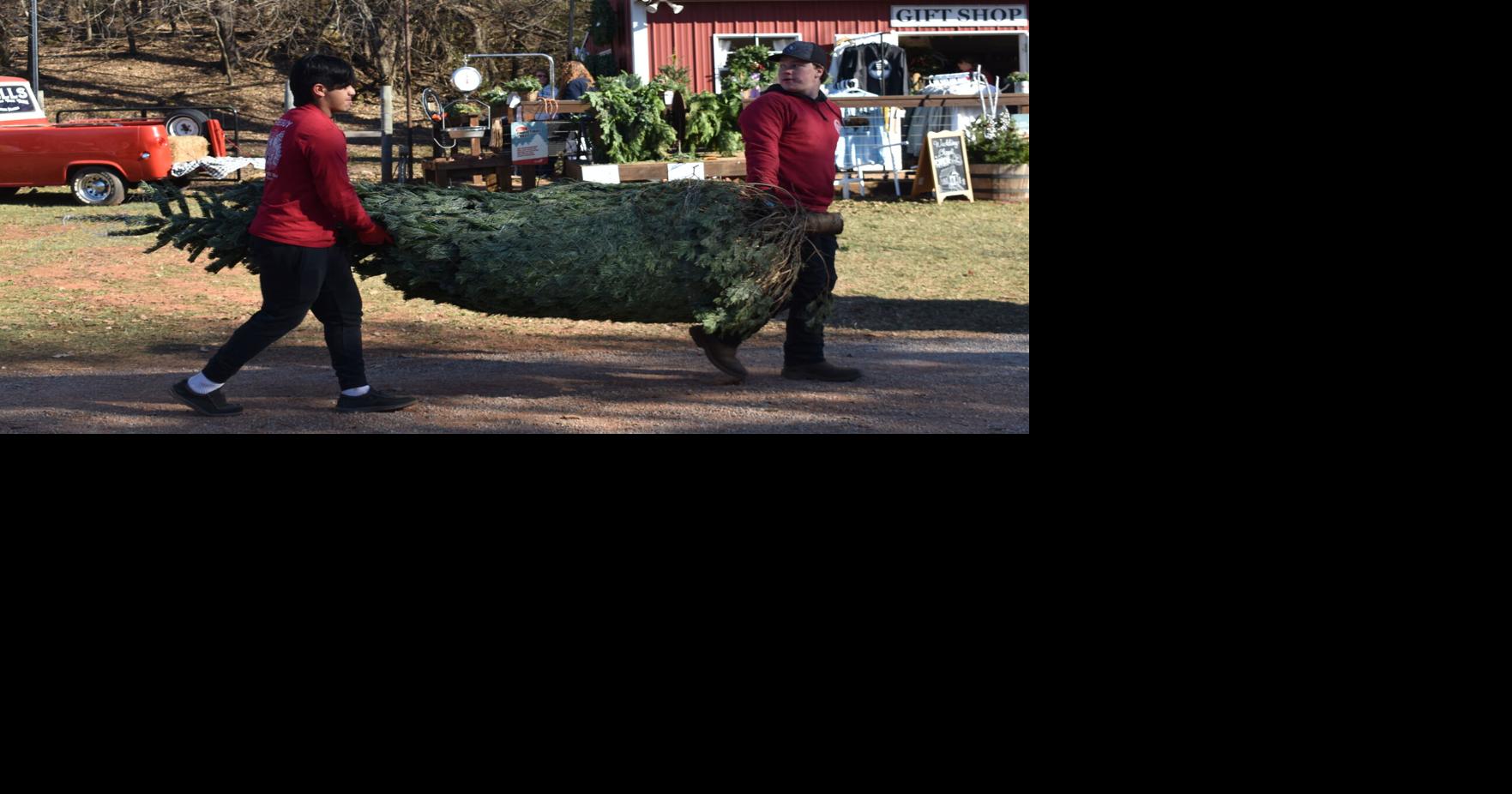 Wells Christmas Tree Farm opens to its eighth season in Norman | News ...