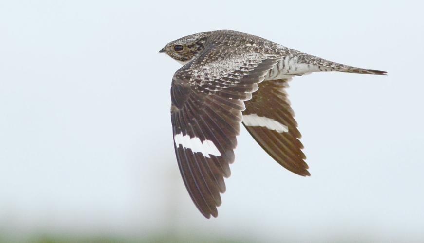 The common nighthawk | | normantranscript.com