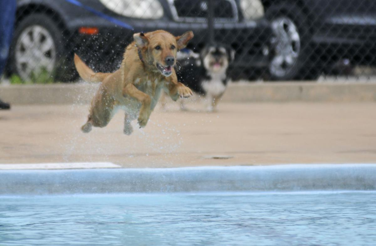 Annual 'Pooch Pool Party' set | Local News | normantranscript.com