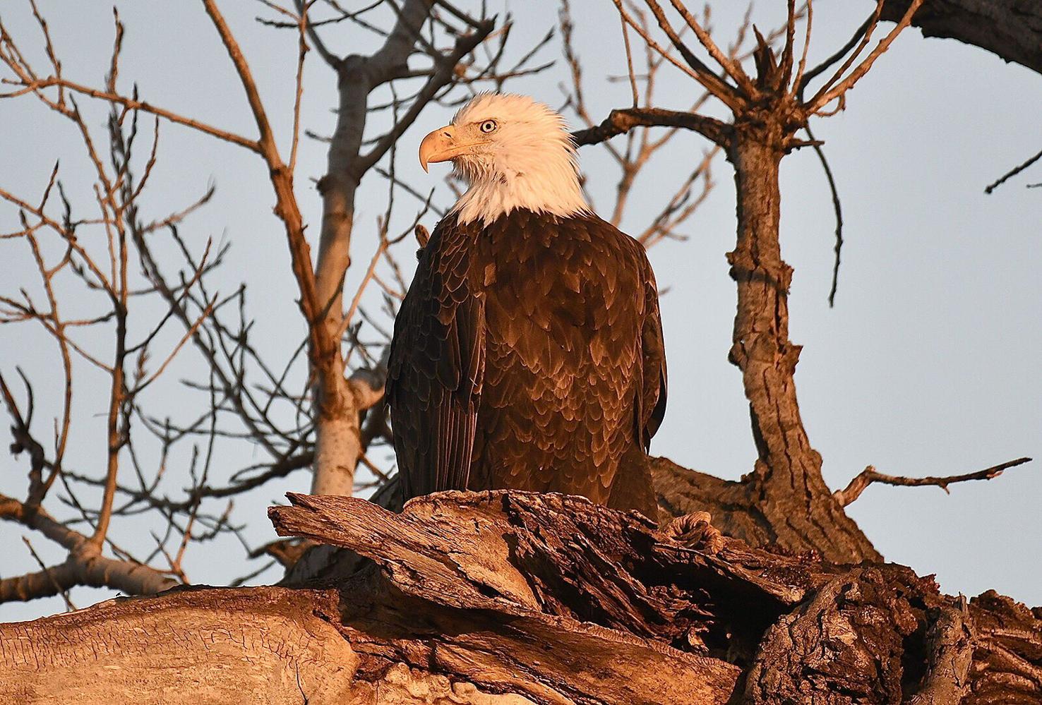 Eagle | News | normantranscript.com