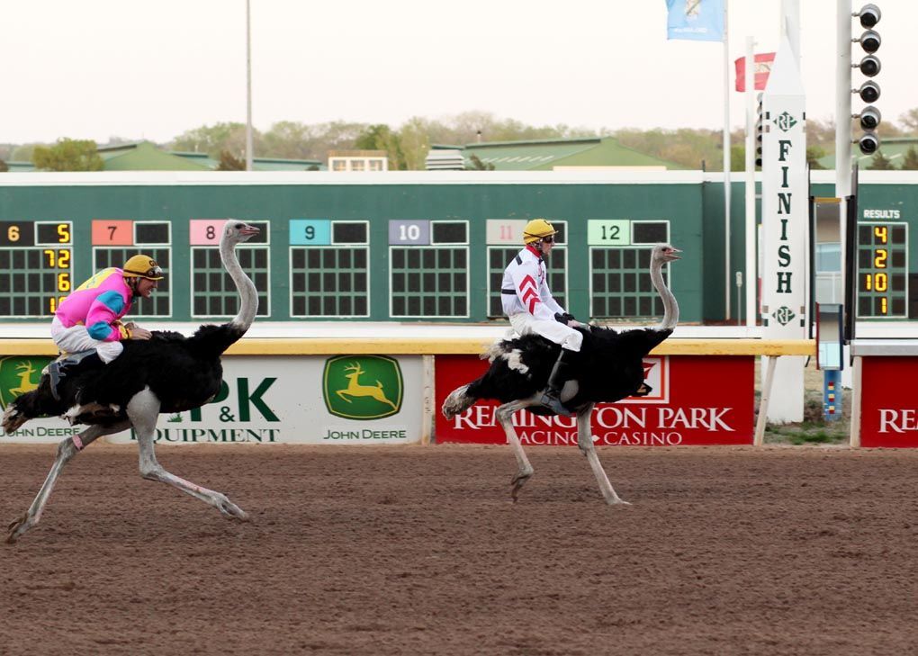 Ostrich Racing Saddle