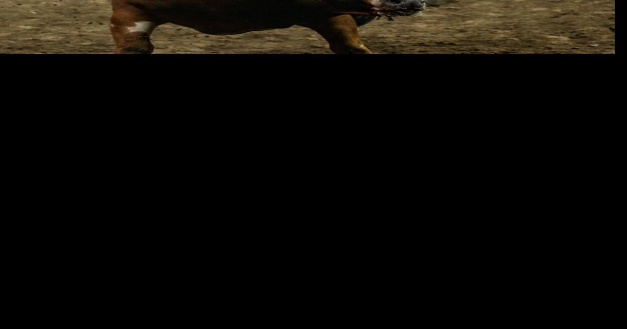 PHOTOS: Wildcatter Days kick off PBR Teams season in Oklahoma City ...