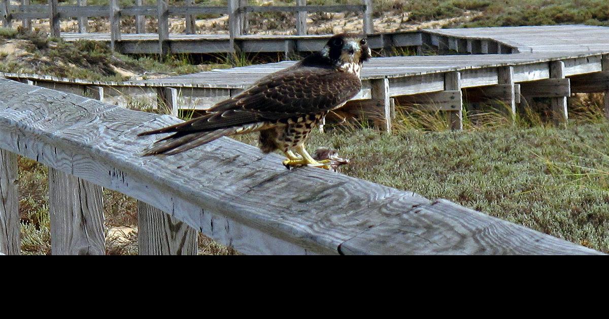 Wildlife officials hail raptor’s recovery | Don't Miss This ...