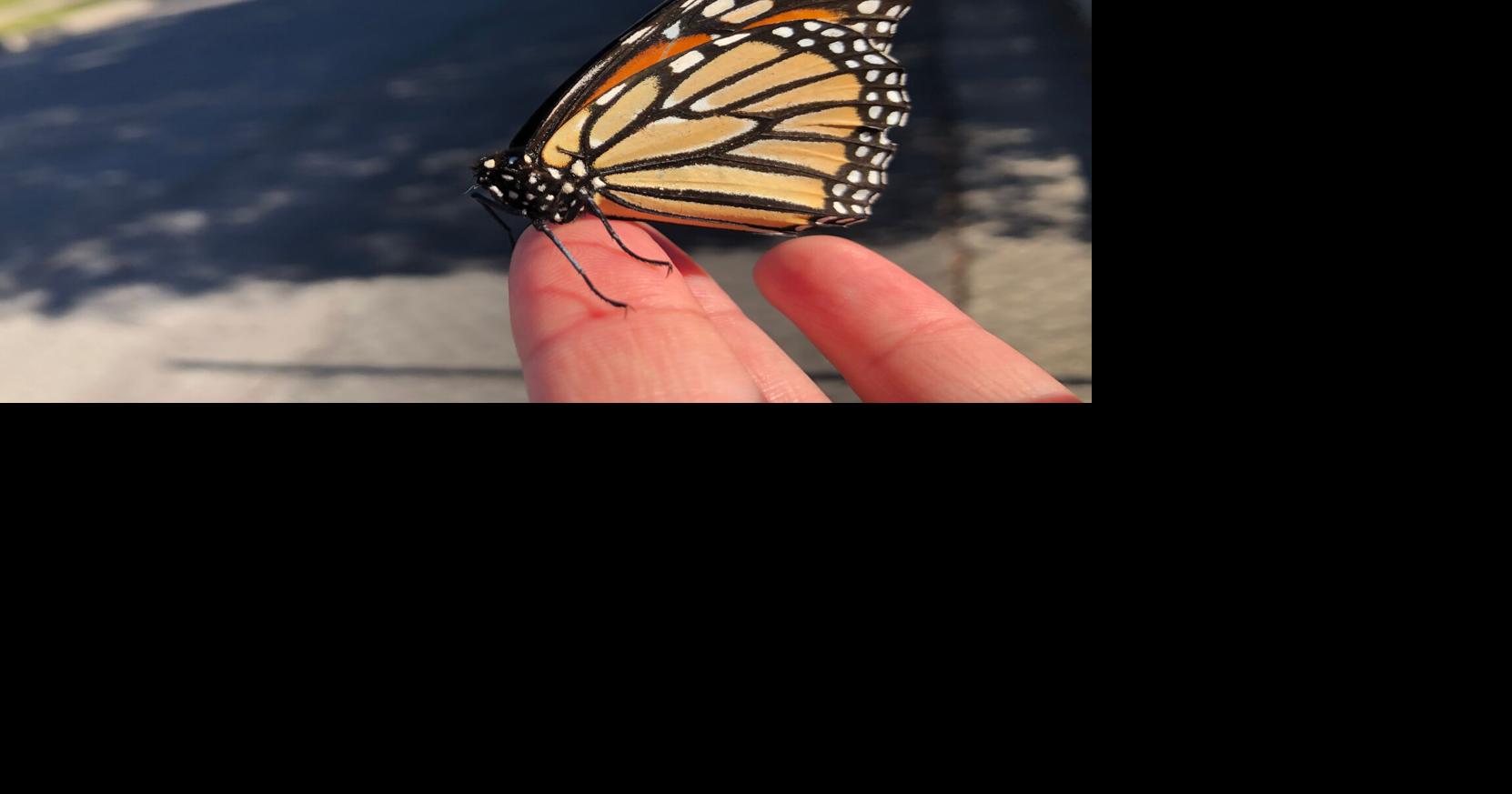OKC Zoo scientist: Zombie butterflies live without heads ...