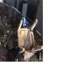 10 dog carcasses found in Newalla animal cruelty case | News ...