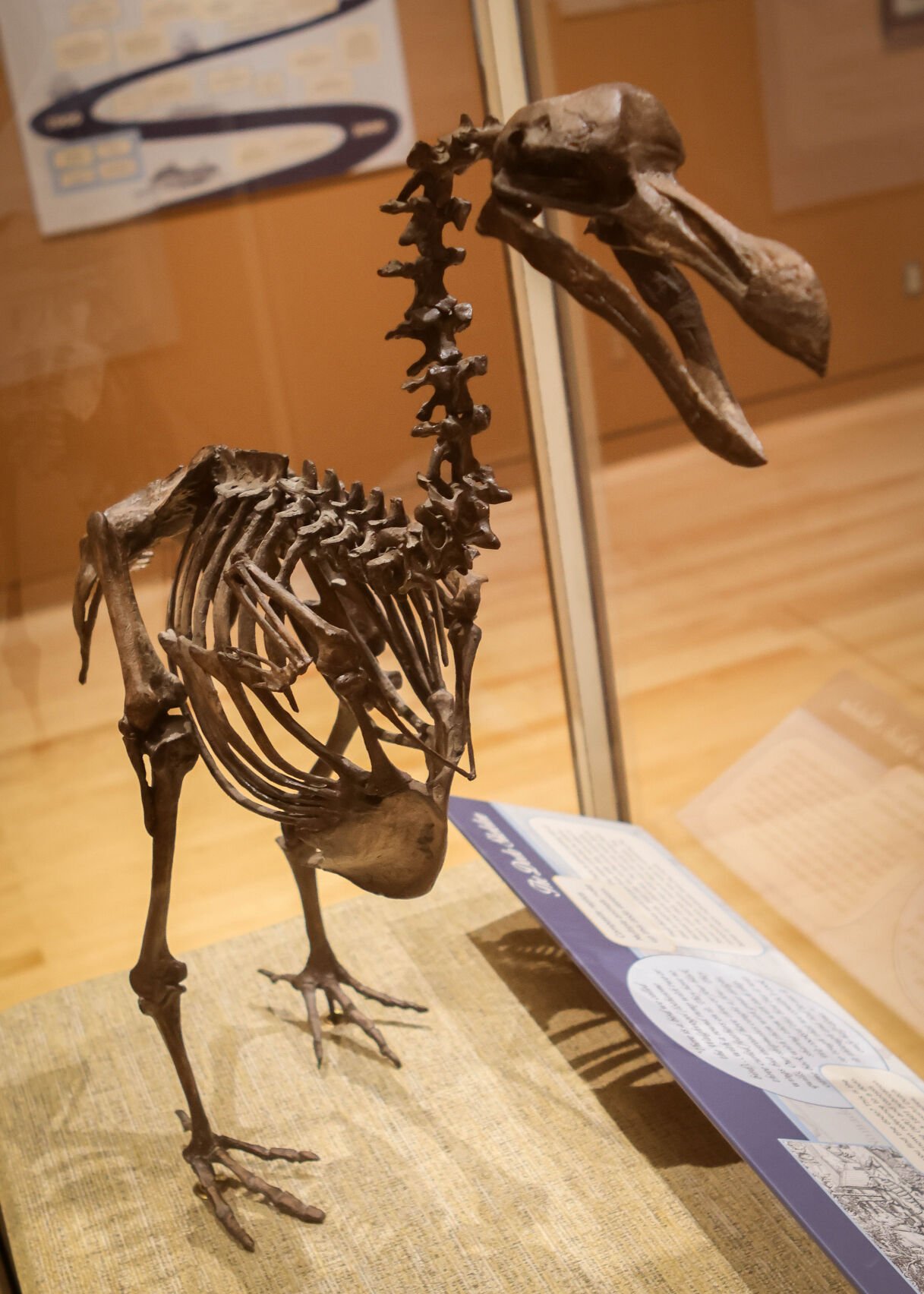 Sam Noble Museum showcases the Dodo Bird and Archaeopteryx in Latest ...