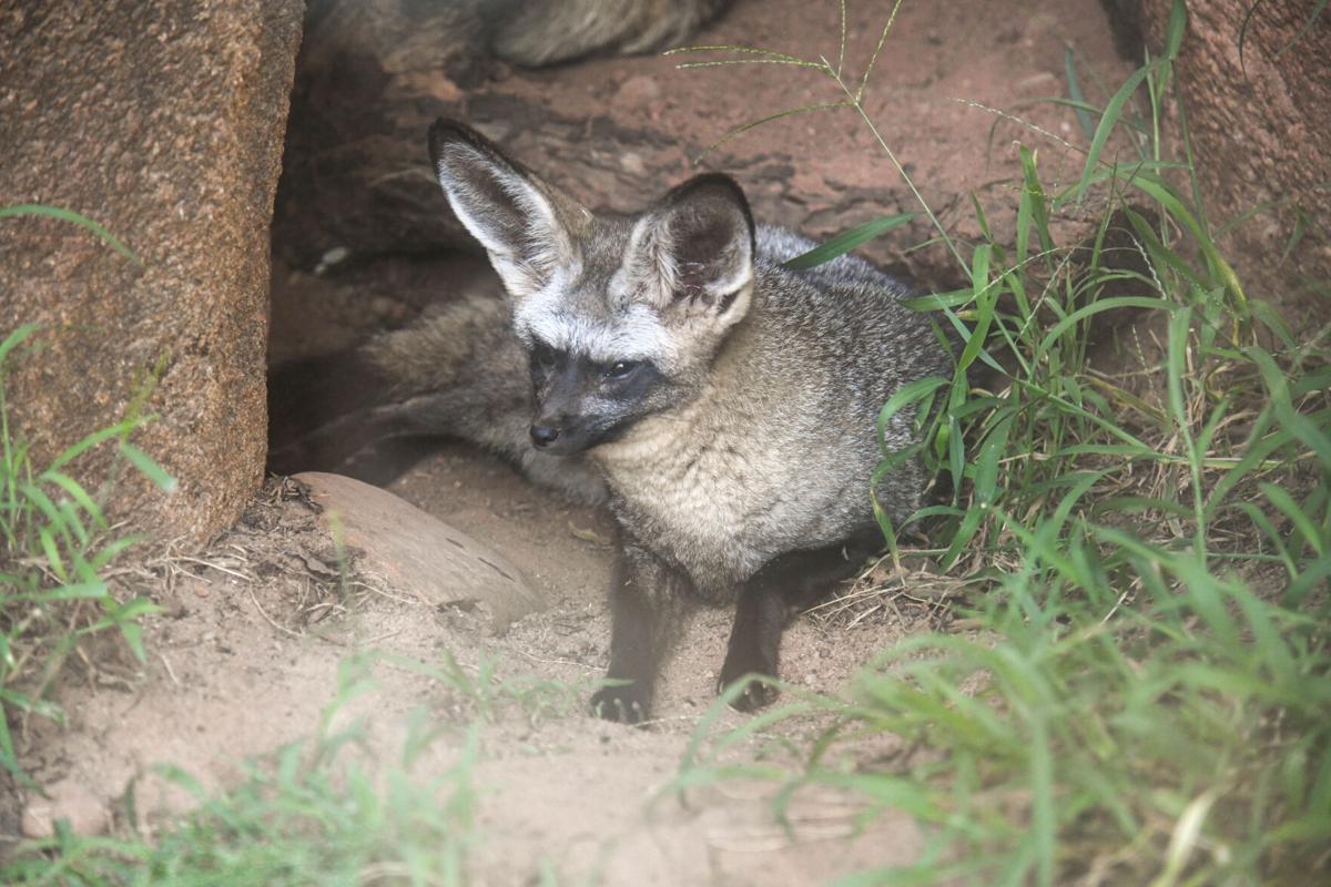 bat eared fox