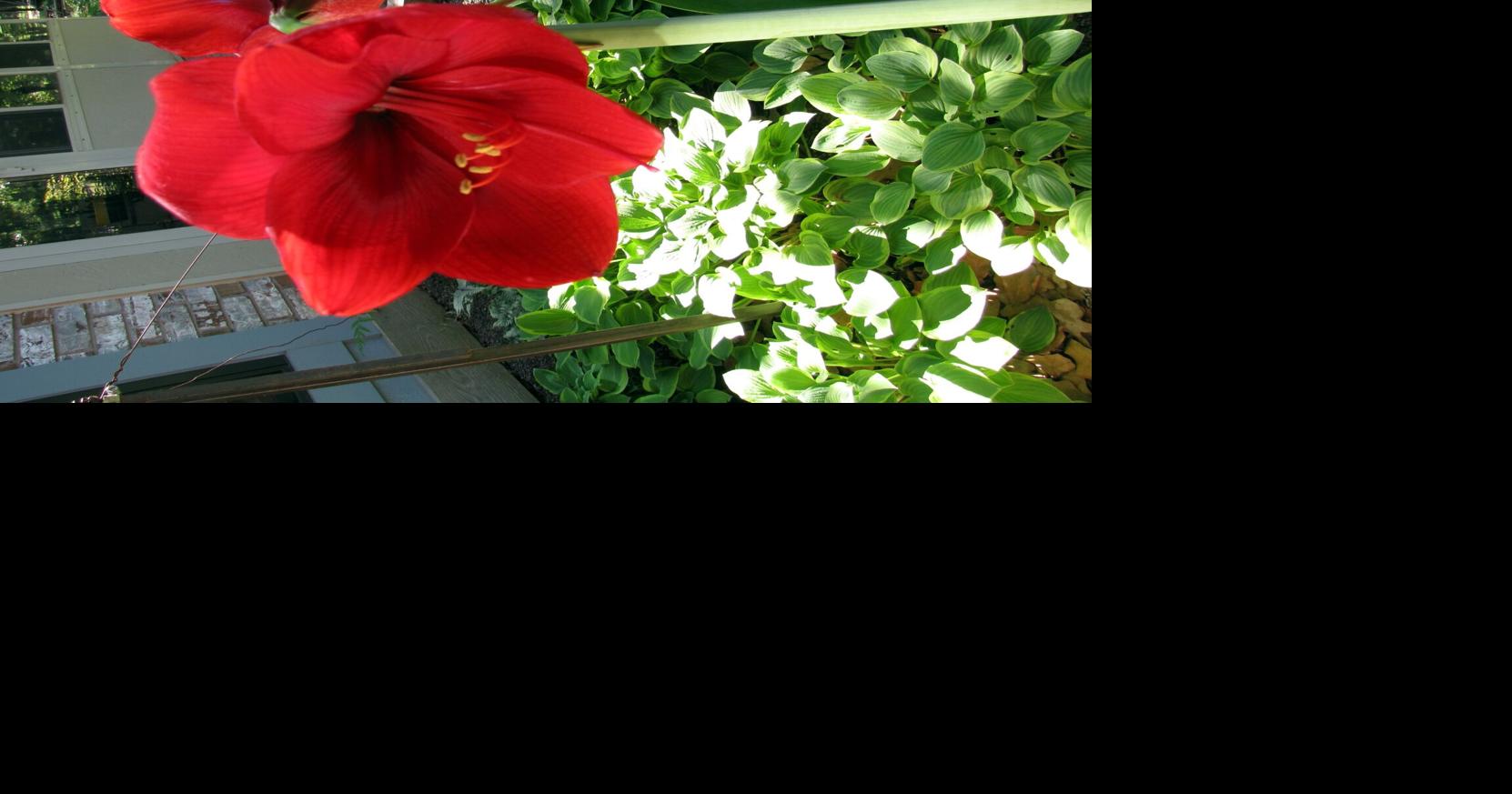 GARDEN COLUMN: The lovely amaryllis – color for Winter | Community ...