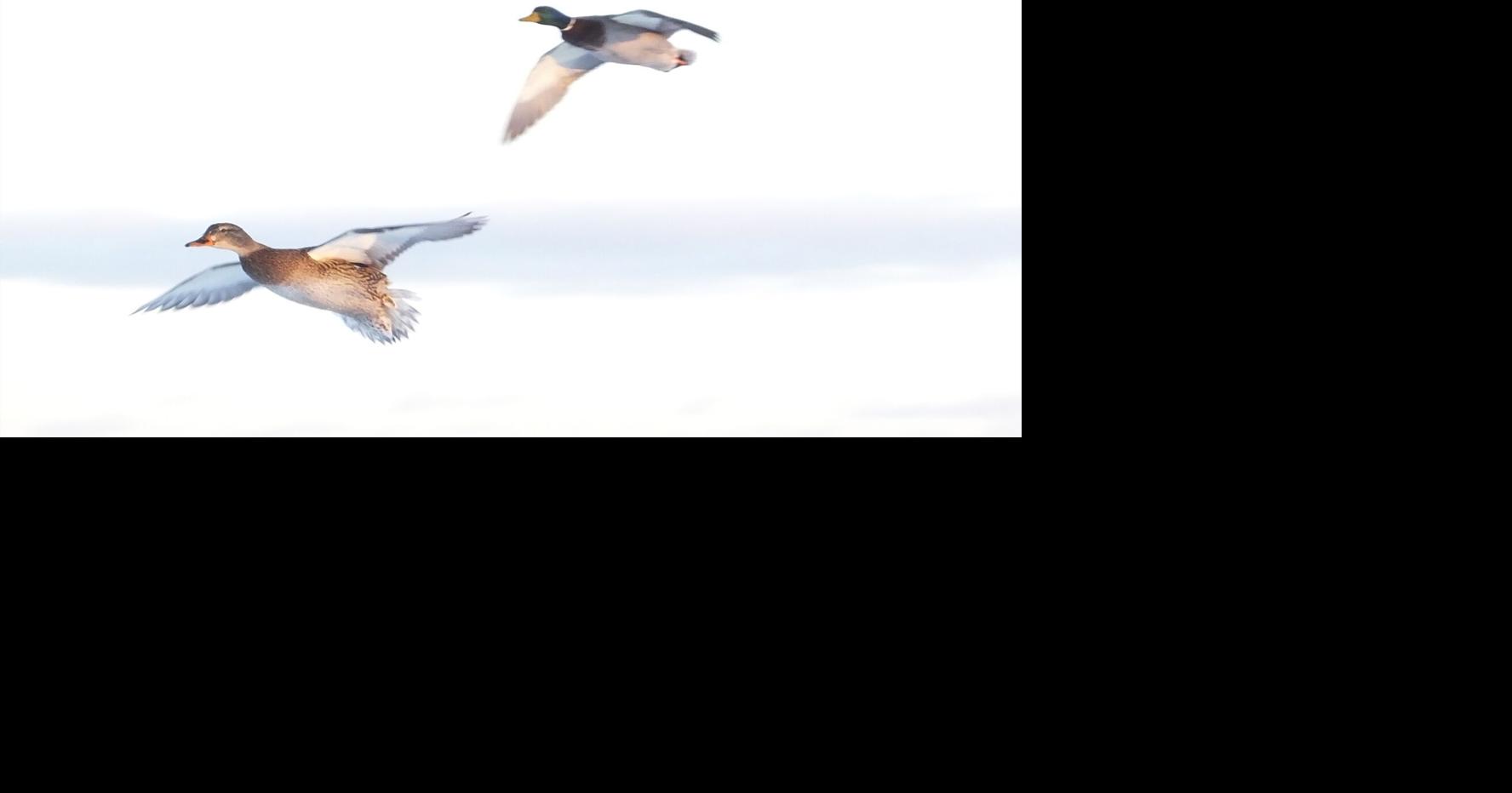 Duck poachers fined for baiting, pulling plugs