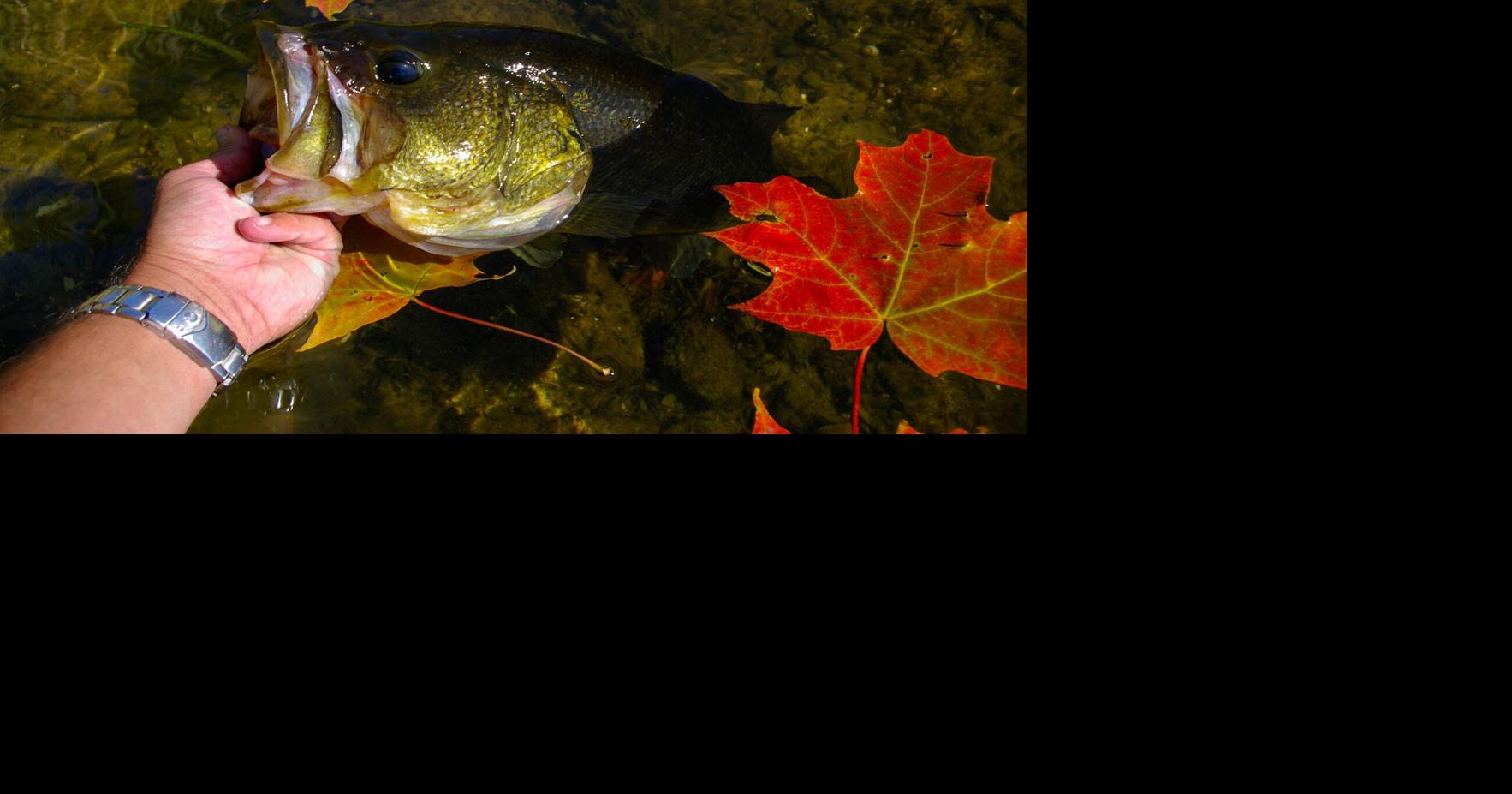 Fishing for largemouth bass is a whole new world