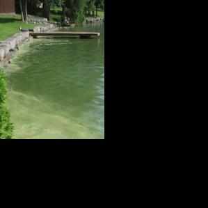 Green blue algae in Callander Bay