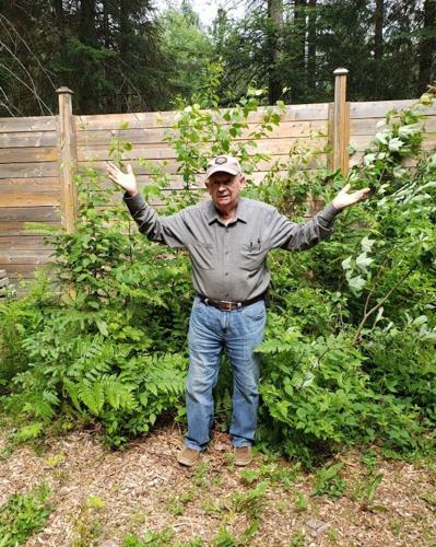 Should roosters be under a noise bylaw?