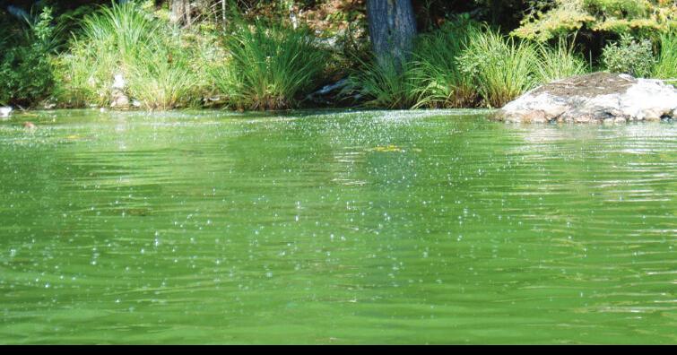 Interesting facts about blue-green algae and what to do if you spot a bloom