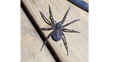 Will Almaguin’s dock spiders give you super powers? Here are the facts