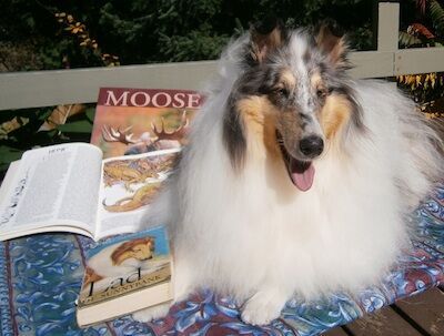 Sit, Stay Read at Callander Library