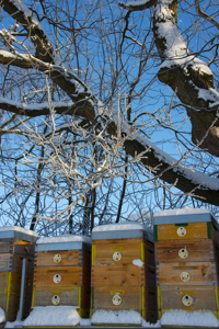 backyard beekeeping ontario