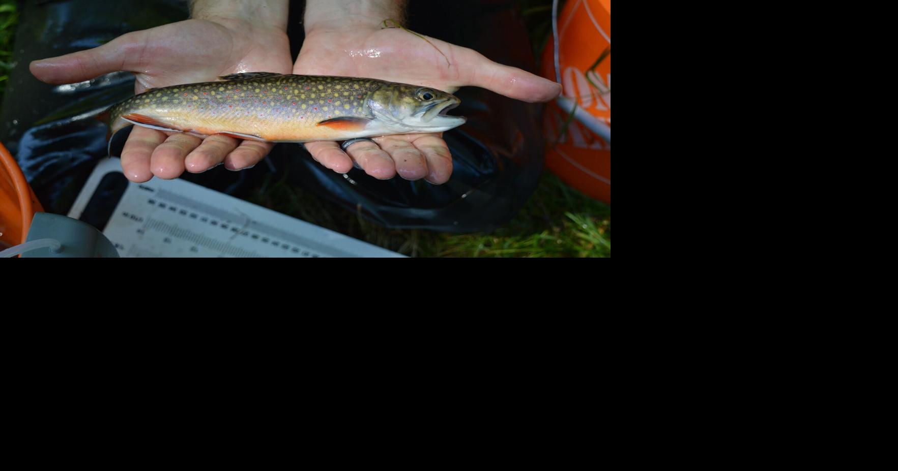 Let the fish tell you what they want in Parry Sound-Muskoka waters