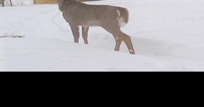 Deer spotted with snare wrapped around neck