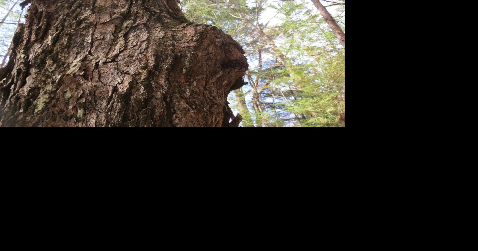 Have you walked among the trees in Parry Sound-Muskoka lately?