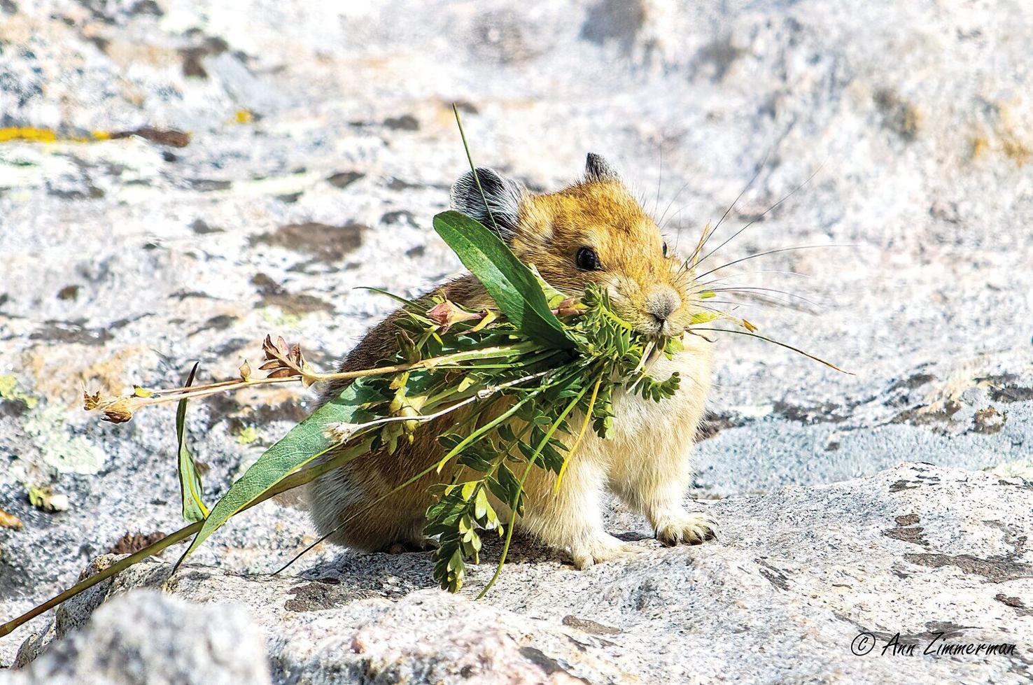 Board defers vote to rename Mount Evans | Archives | northglenn ...