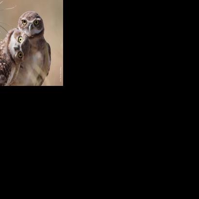 Nesting burrowing owls at home in Westminster dog park | News ...