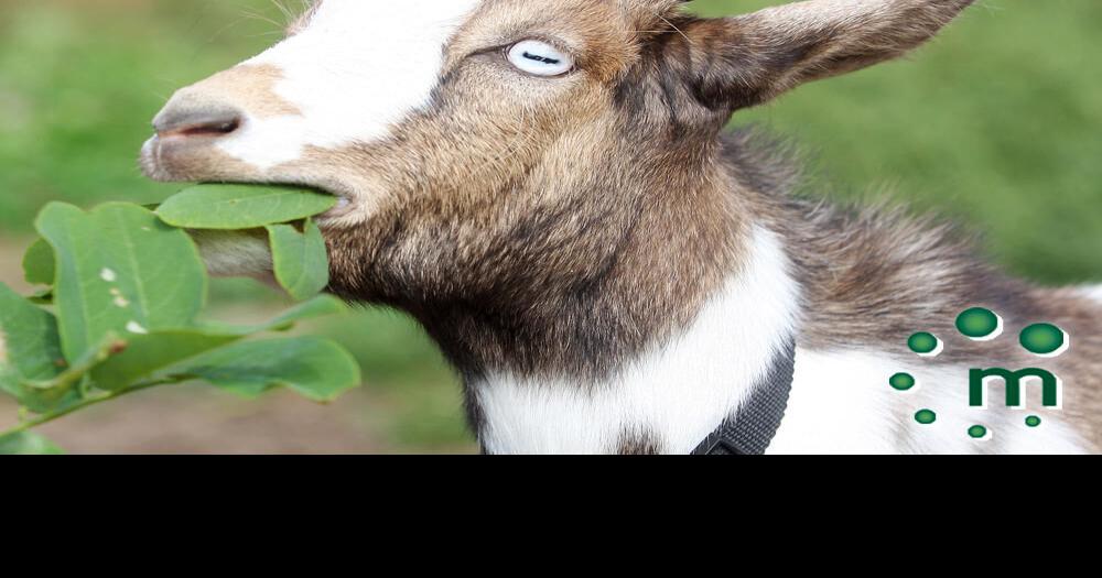 Fainting goats entered in Port Hope Fall Fair