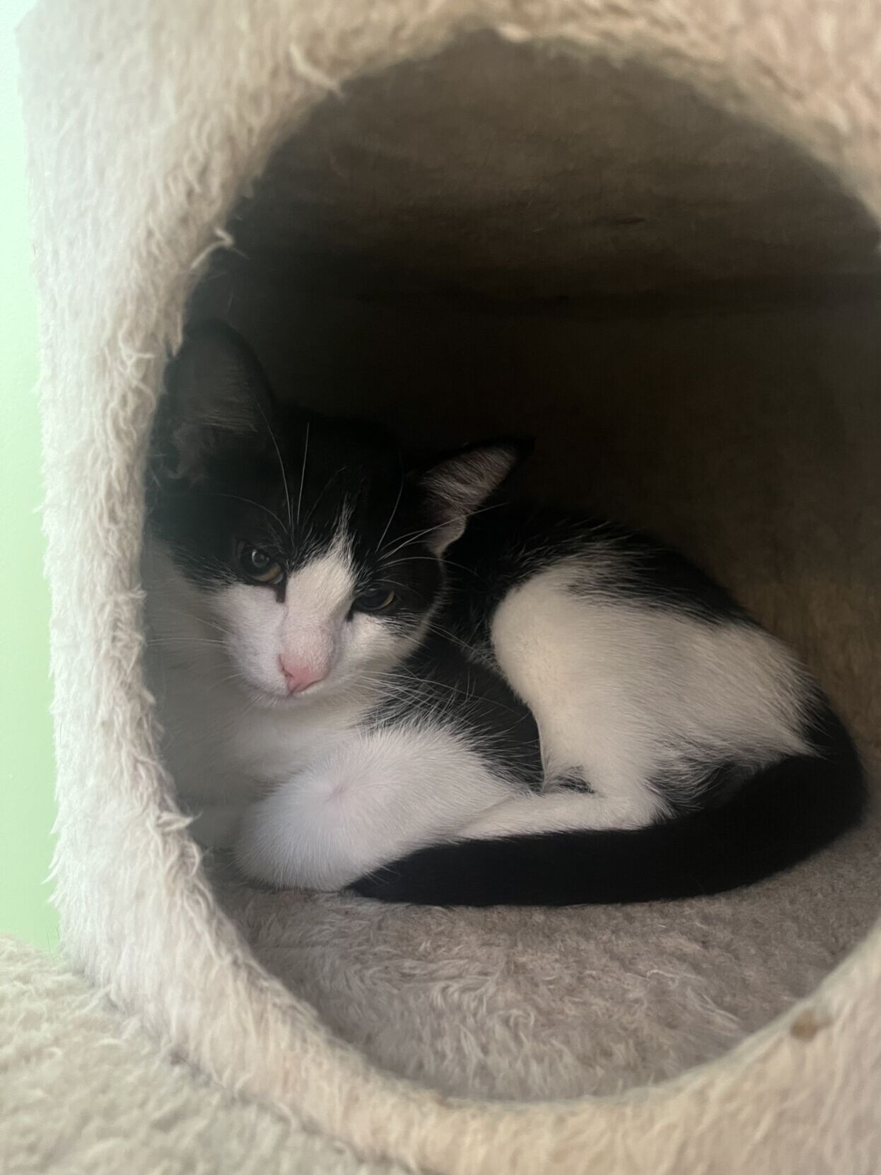 Know before you go to Toe Beans Cat Cafe in Port Hope