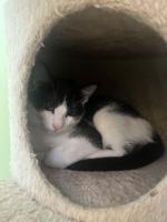 Know before you go to Toe Beans Cat Cafe in Port Hope