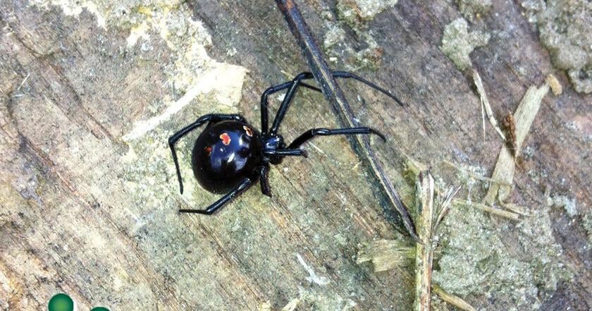 Deadly spider spotted in Port Hope