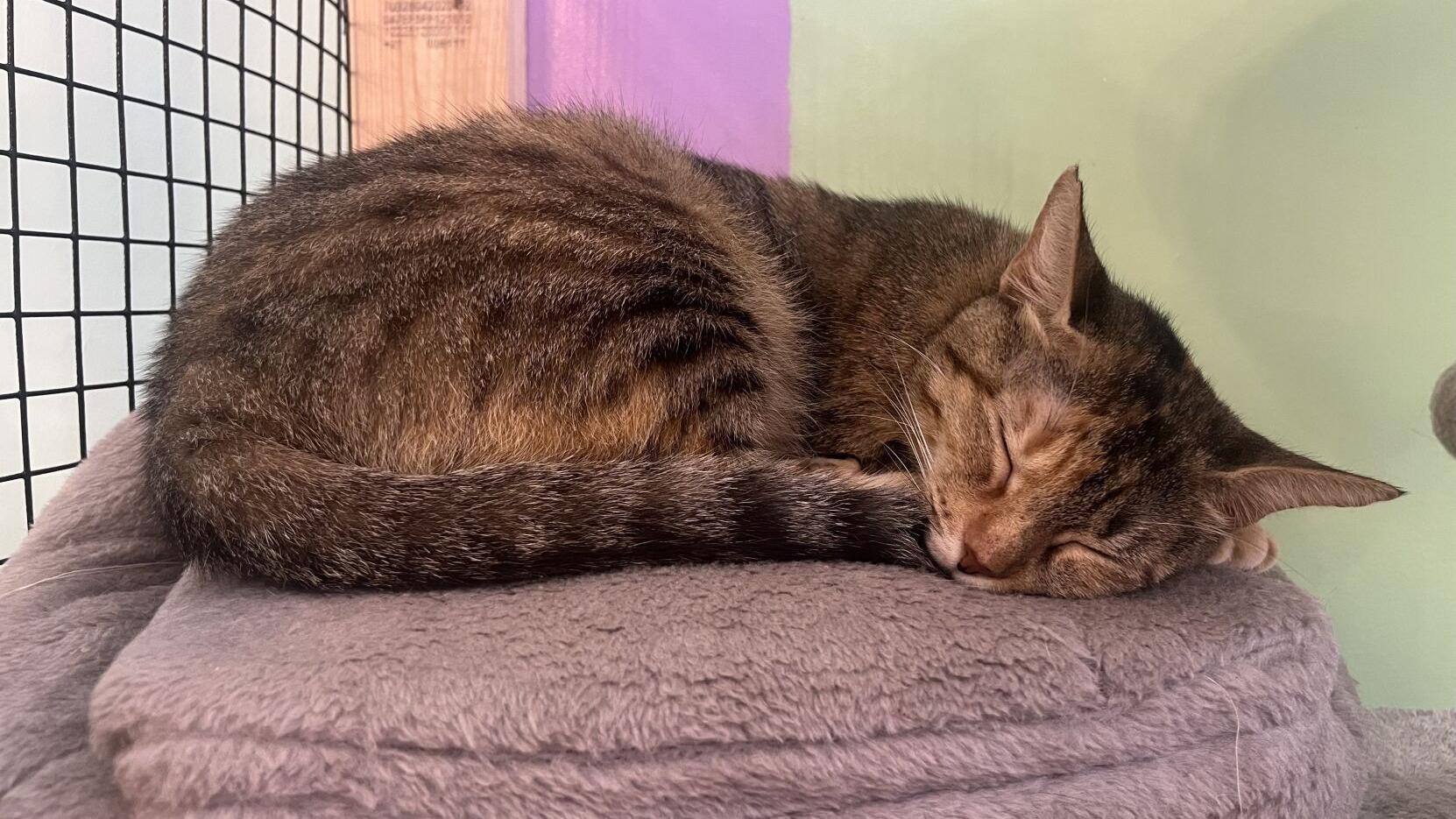 Know before you go to Toe Beans Cat Cafe in Port Hope