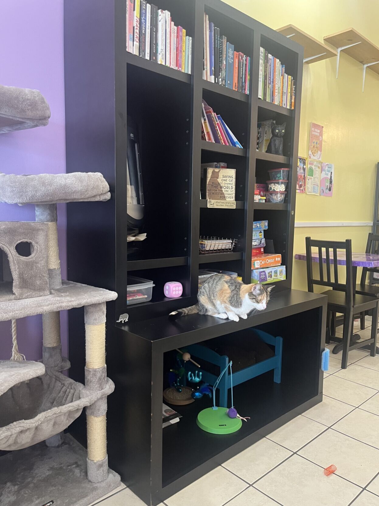Know before you go to Toe Beans Cat Cafe in Port Hope