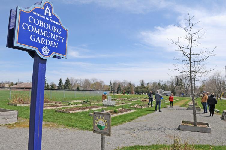 VIDEO: Town of Cobourg opens community garden for members only