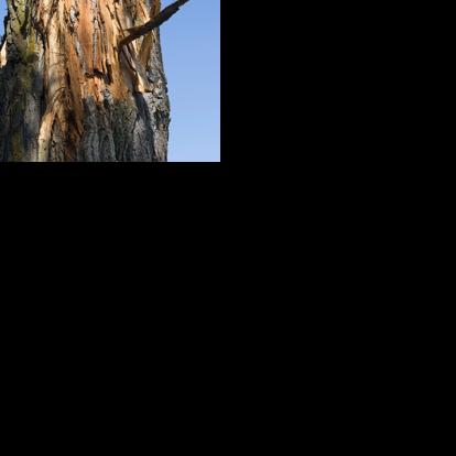 Lightning strikes tree in campground