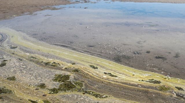 Nothing to worry about with yellow scum on the shore of Lake Ontario in ...